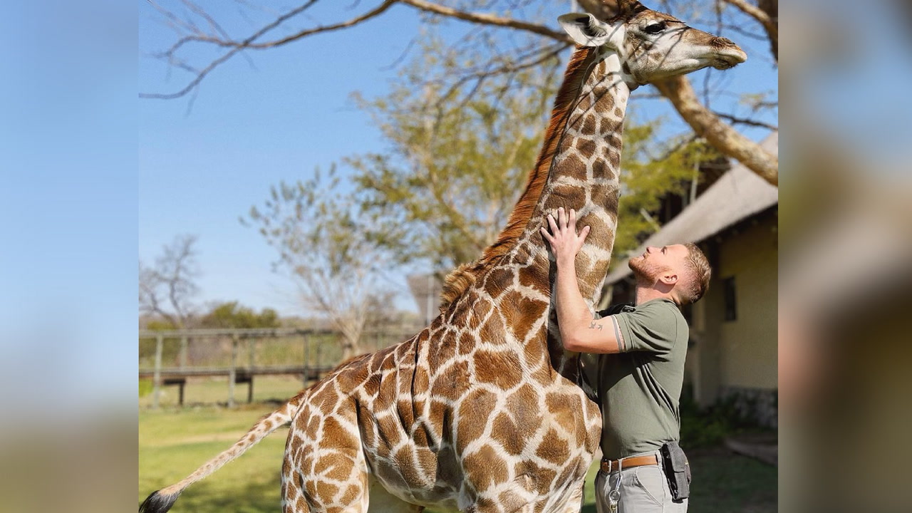 Shandor Larenty’s Rescue: A Giraffe Calf’s Survival Story - Gayety
