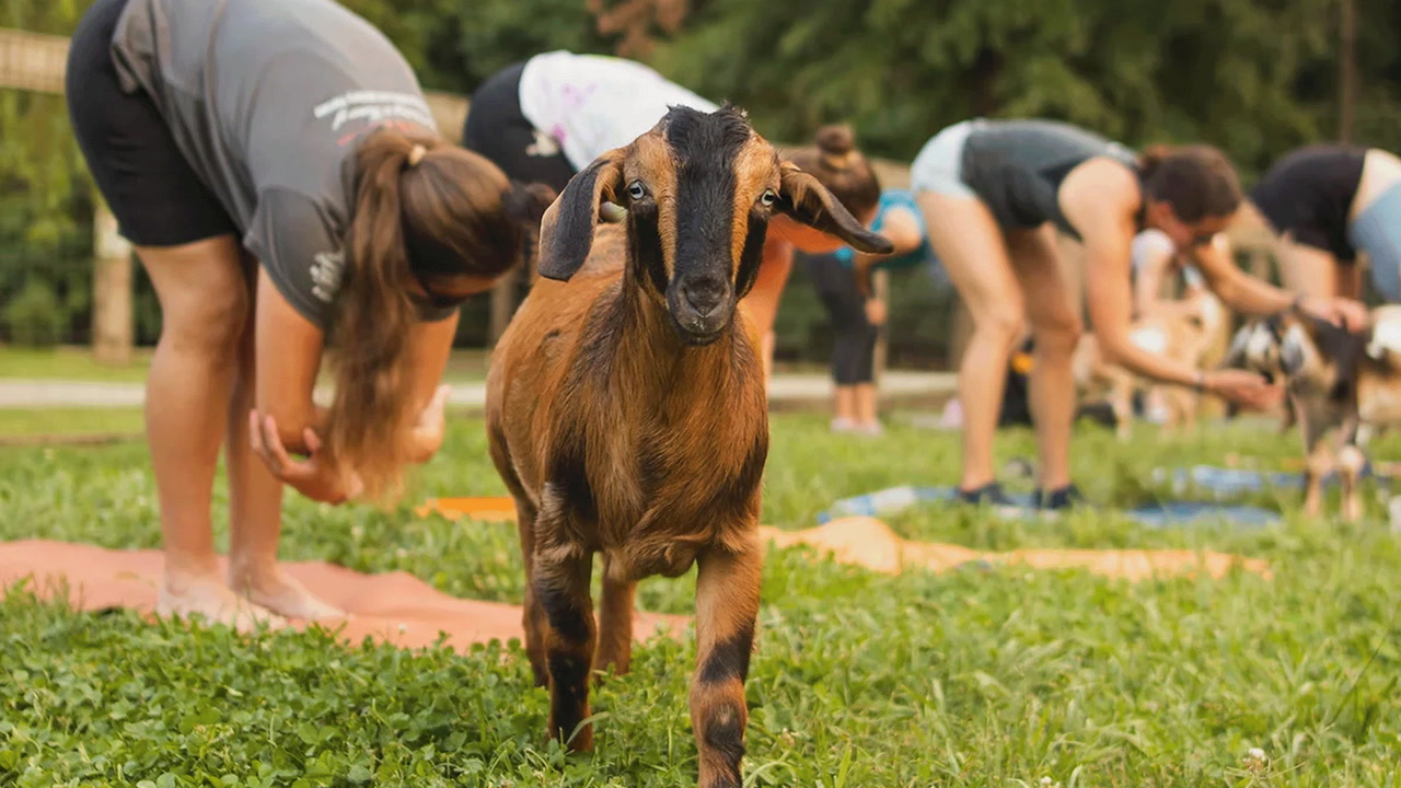 Goat Daddy’s Farm: An Animal Sanctuary and Goat Dairy in South Carolina ...